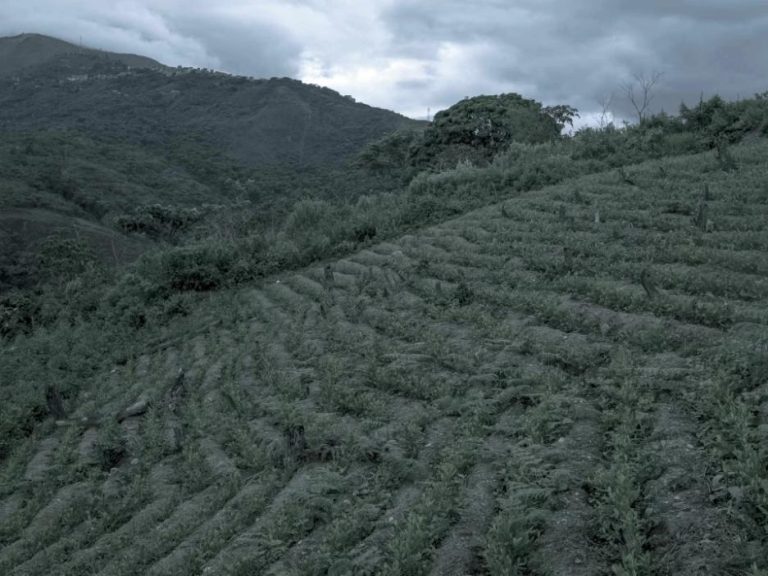 Los usos ancestrales de la hoja de coca como patrimonio cultural ...